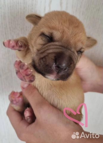 Щенки от крупной собаки в добрые руки