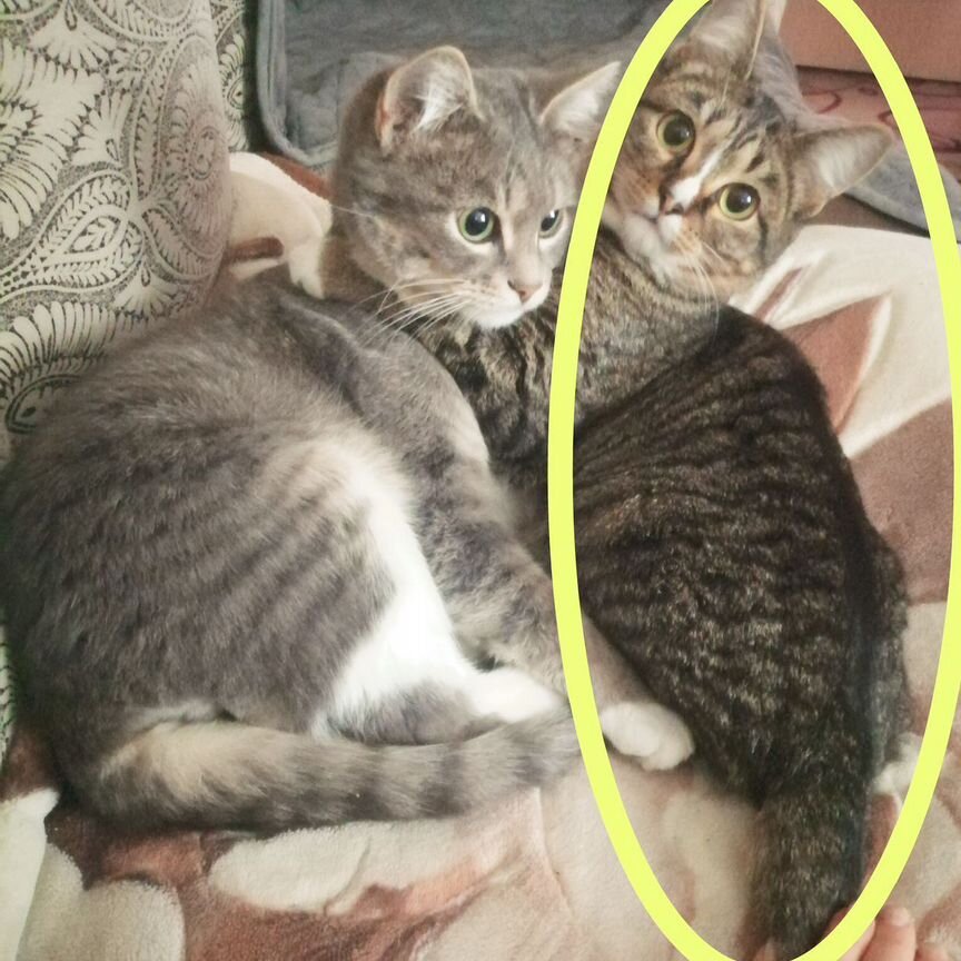 Отдам кошечку (1год, 1месяц) в добрые руки