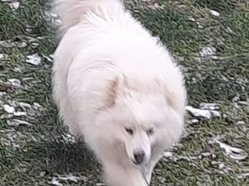 Самоедская лайка щенки