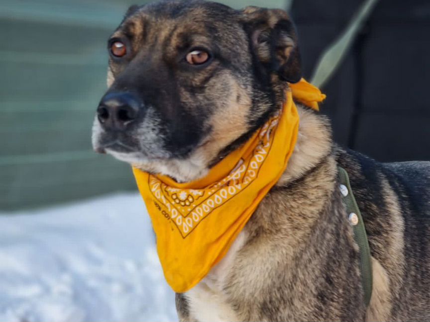 Чудесный мальчик Добби ищет семью