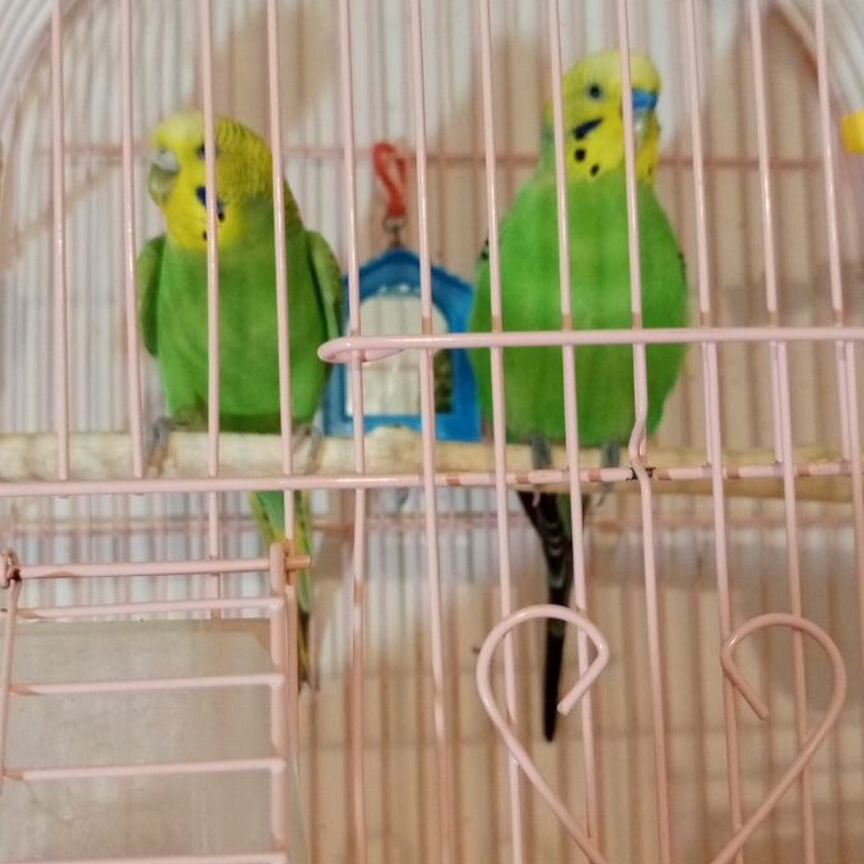 Волнистый попугай с клеткой