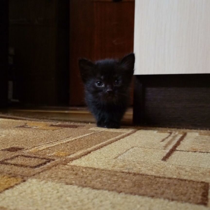 Котята в добрые руки мальчики