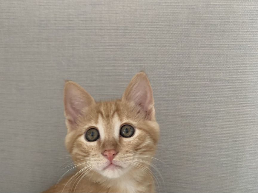 Котенок