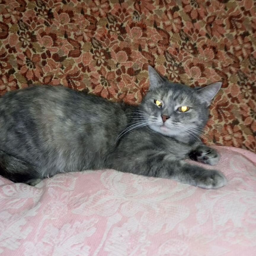 Кошечка Сонечка