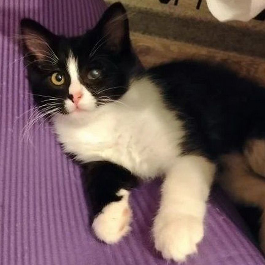 Котёнок в добрые руки