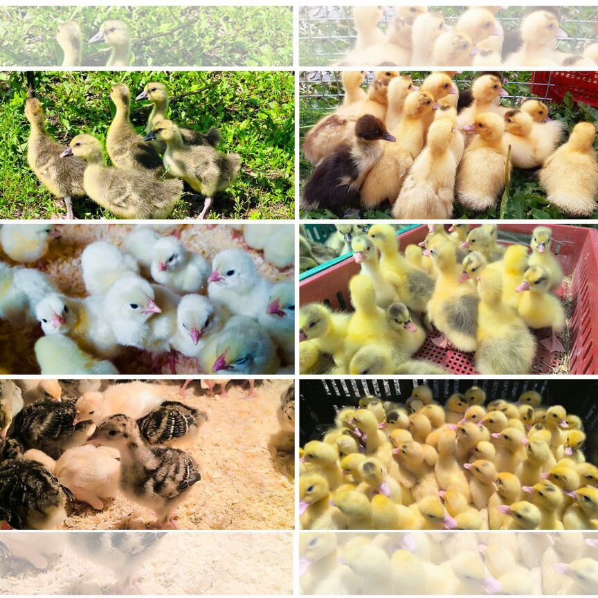 Цыплята бройлера, утята, гусята, индюшата