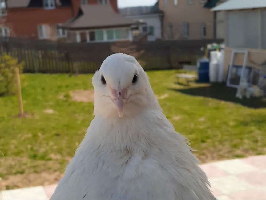 Клетка для перепелов б/у