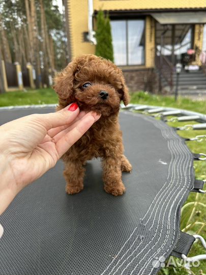 Тикап тедди девочка импорт (мальтипу,бишпу,бишоны)