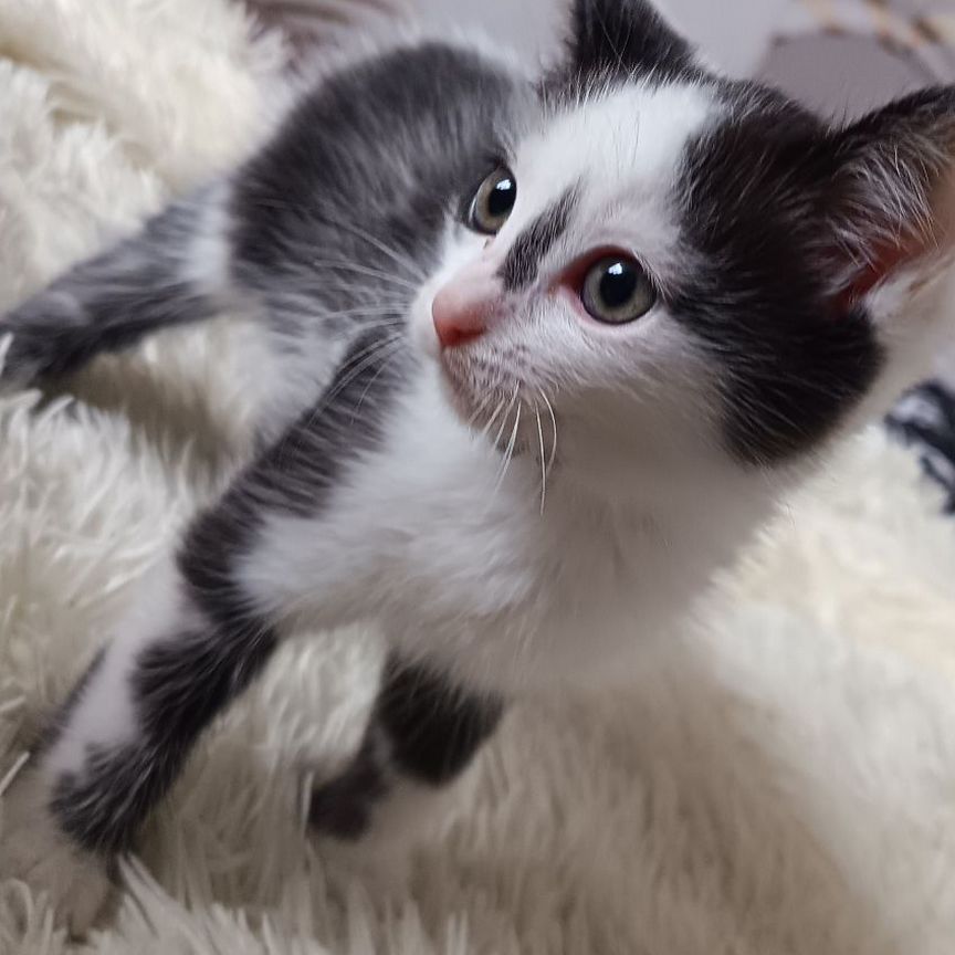 Котёнок в добрые руки