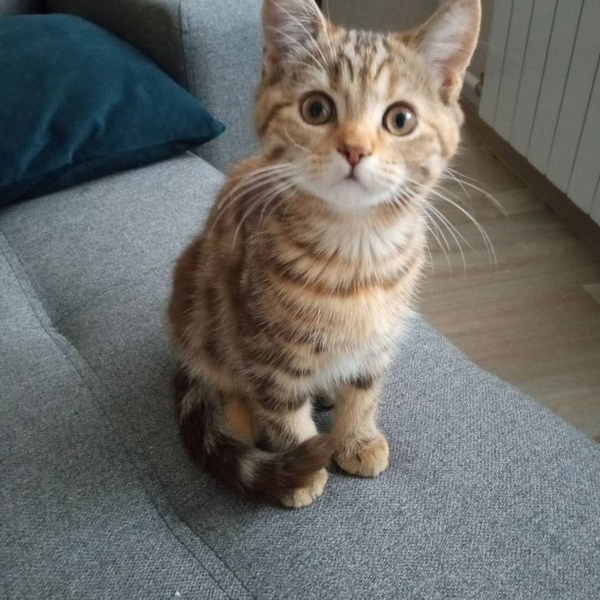 Шотландский котенок