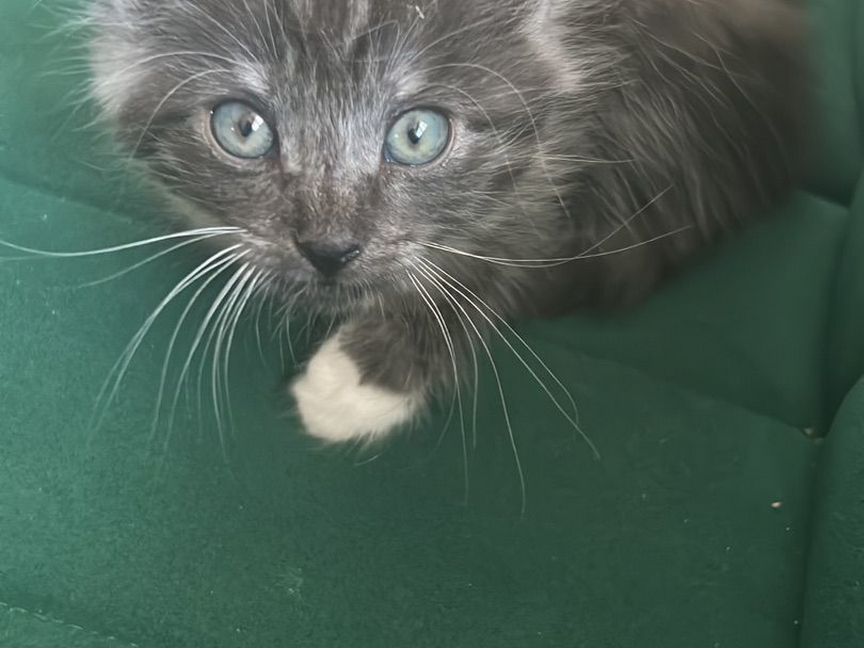 Кот в добрые руки