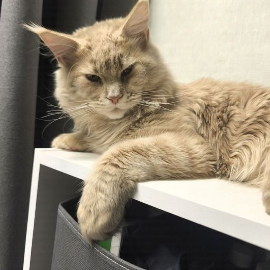 Мейн-кун, взрослый кот