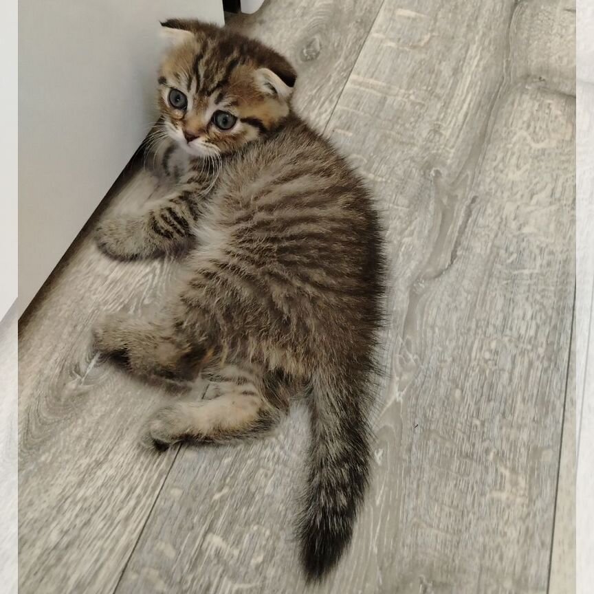 Шотландский вислоухий короткошёрстный котёнок