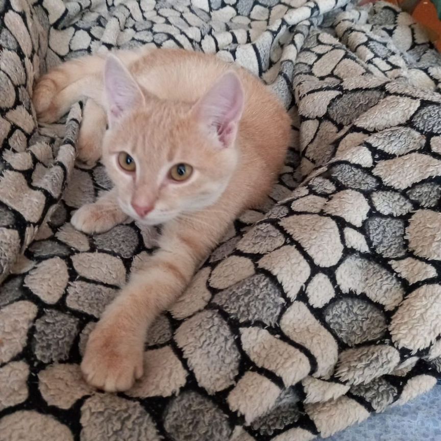 Шикарный Персик