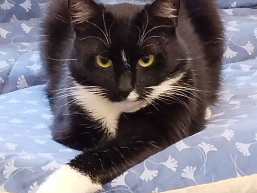 Кошка Моня 6 лет