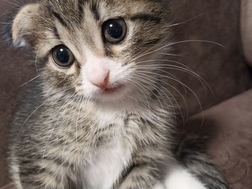 Кошка шотландская вислоухая