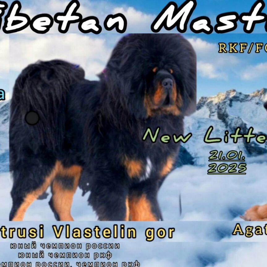 Тибетский мастиф щенки