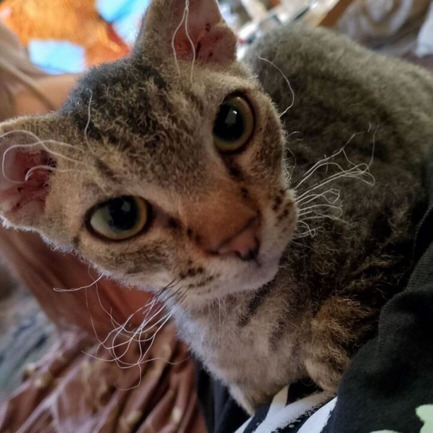Кот Олег