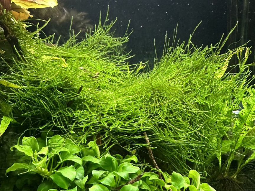 Мох кристмас