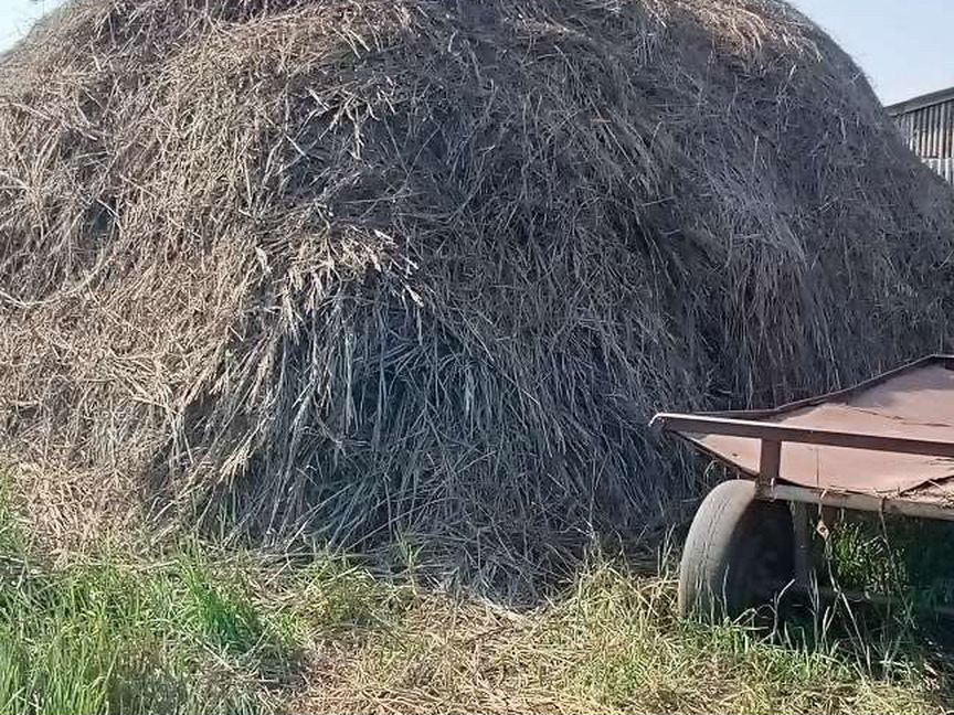 Сено Кастер