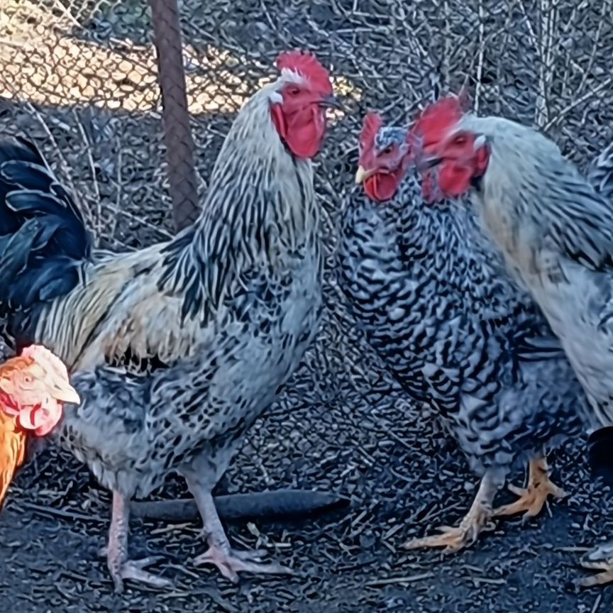 Продам петухов