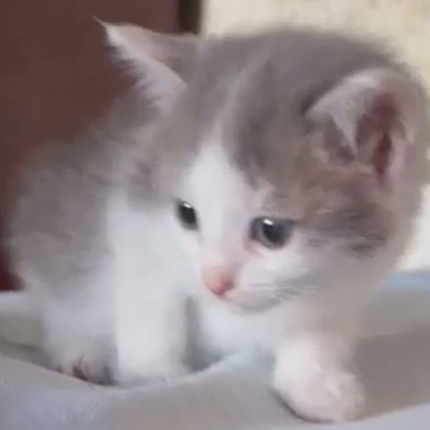 Котенок девочка 1 месяц
