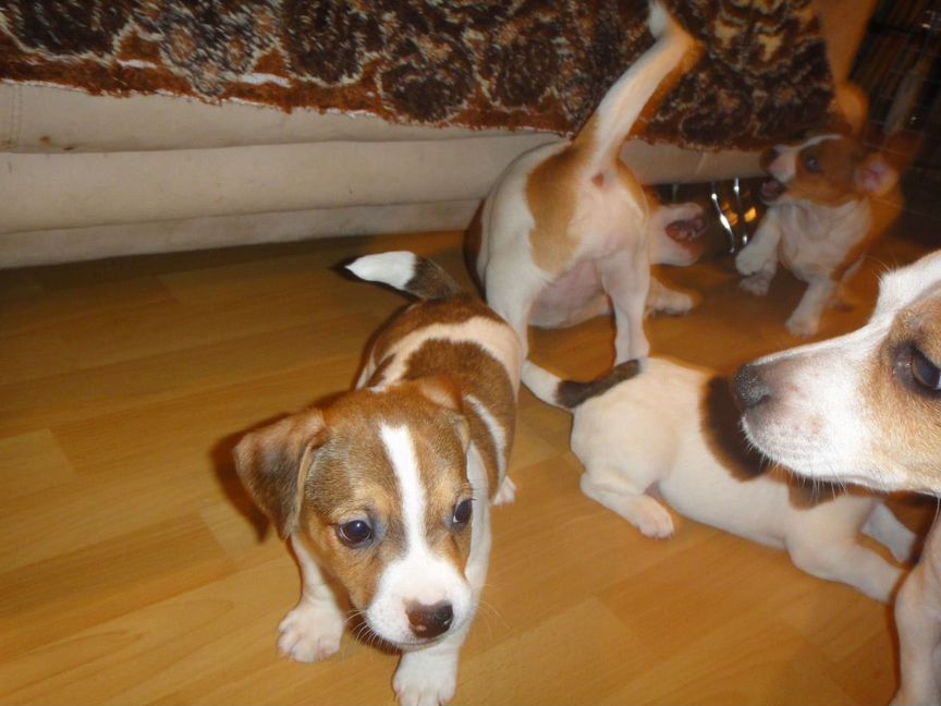 Джек Рассел терьер