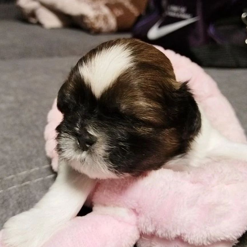 Ши-тцу, щенок