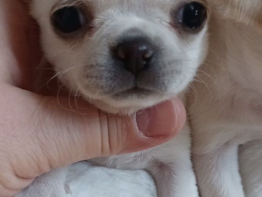 Щенки чихуахуа большой выбор окрасов