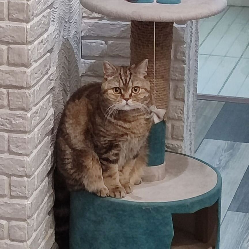 Шотландские прямоухие