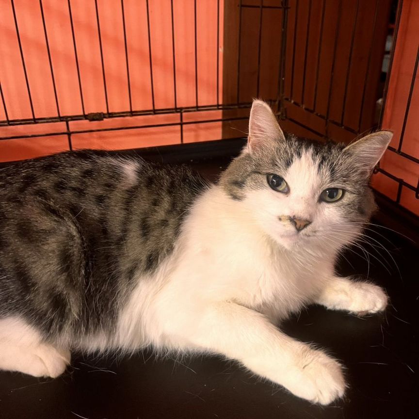 Кошечка в поисках дома