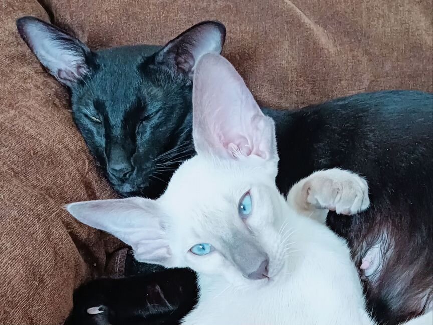 Ориентальный мальчик