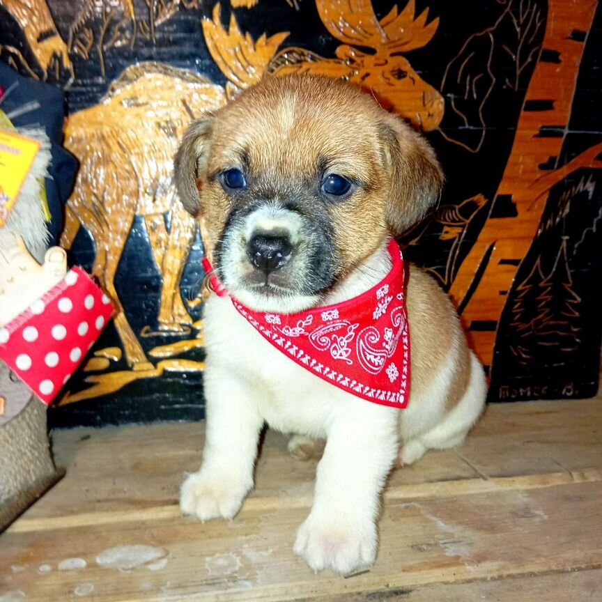 Джек-рассел-терьер, щенок