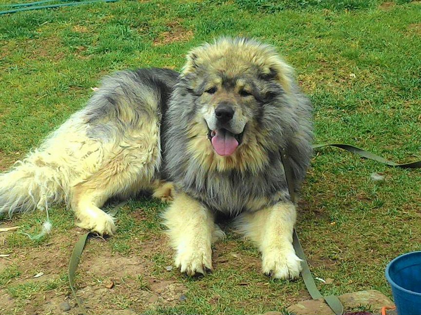 Кавказец для вязки