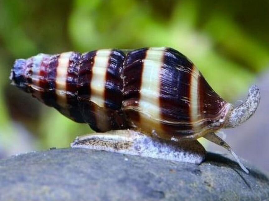 Улитка хелена бесплатно