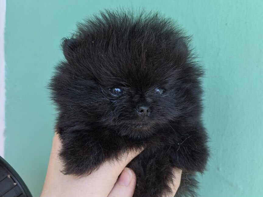 Продаю щенка