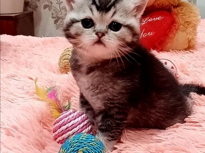 Шиншилловые очаровашки чёрное золото