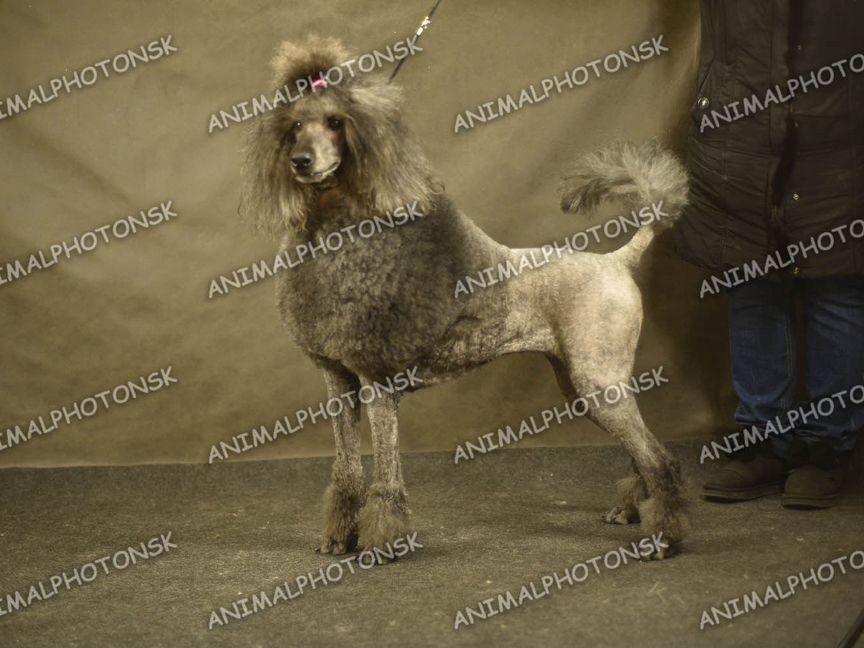 Собака Королевский пудель