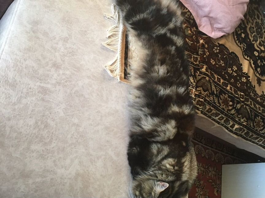 Отдам в добрые руки