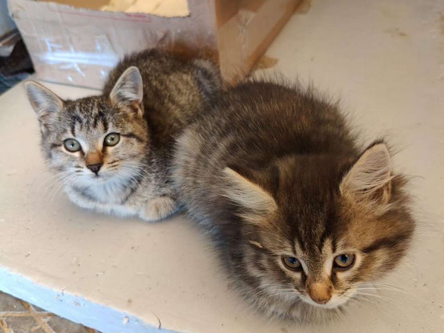 Котята в добрые руки