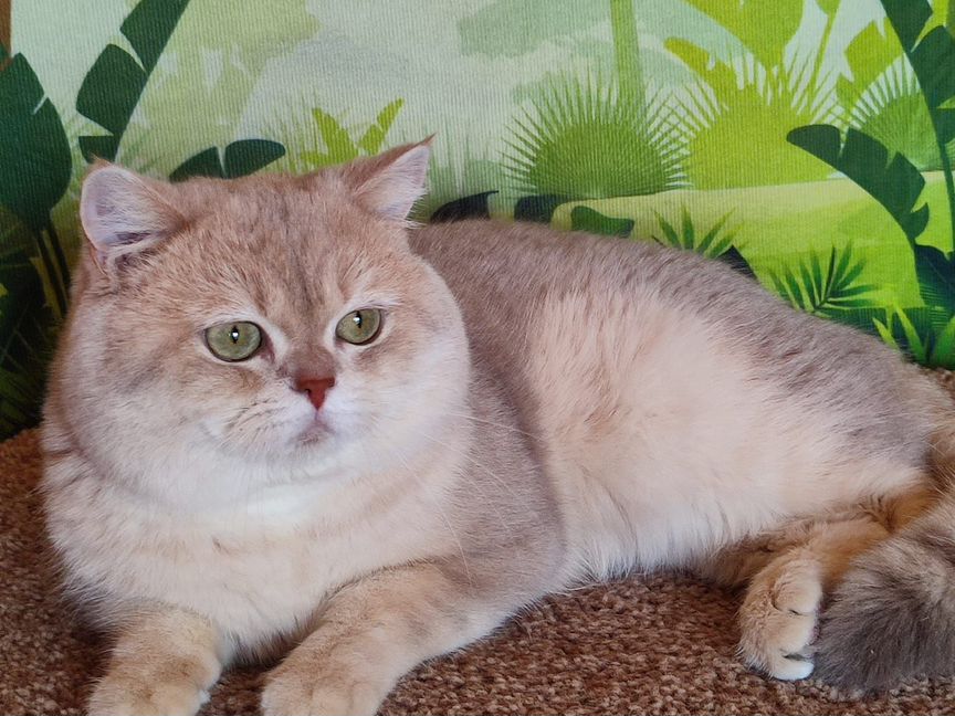 Лилачок золотой су11