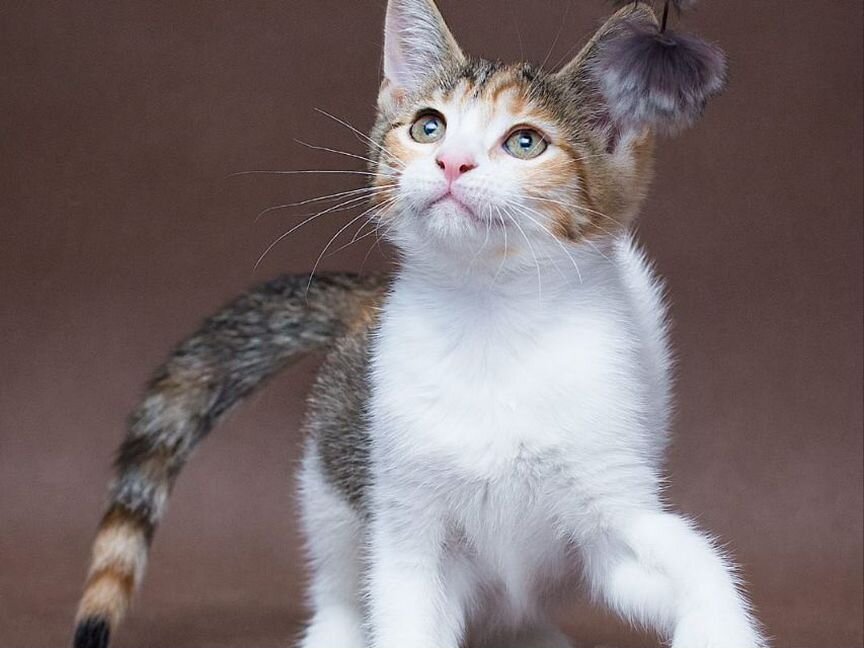 Маленький котёнок Марго в добрые руки