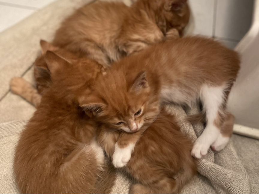 Котята в добрые руки даром