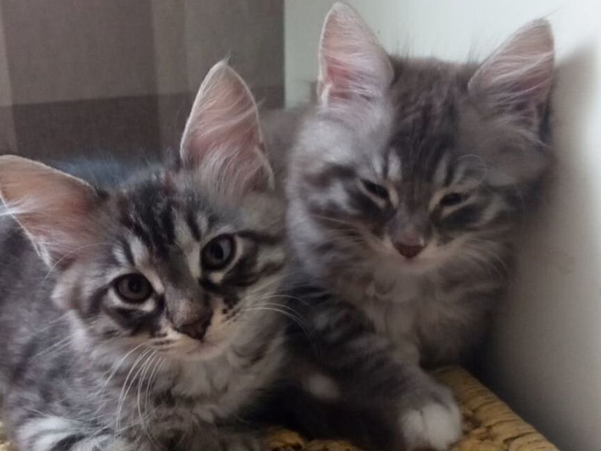 Котята ищут новую маму