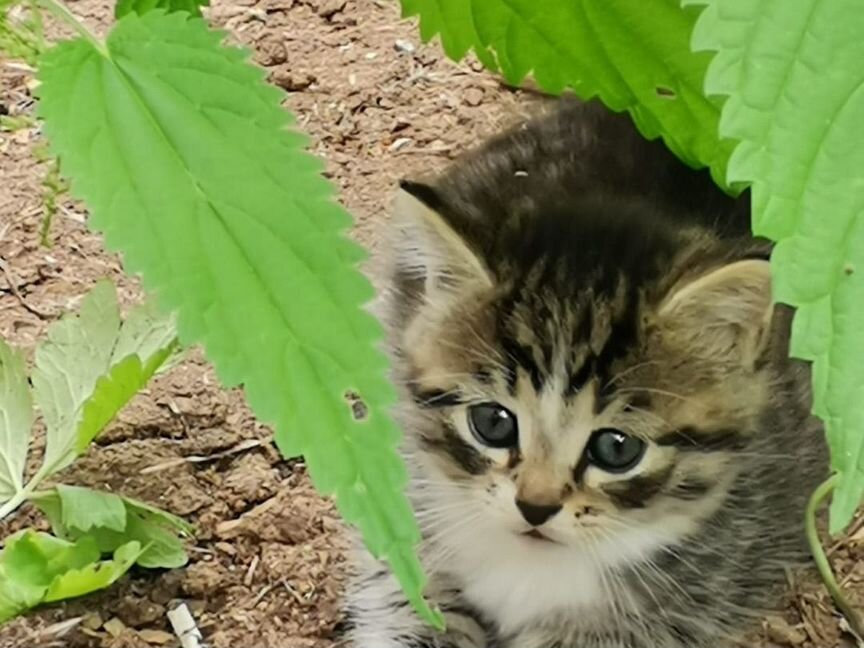 Котенок тигр