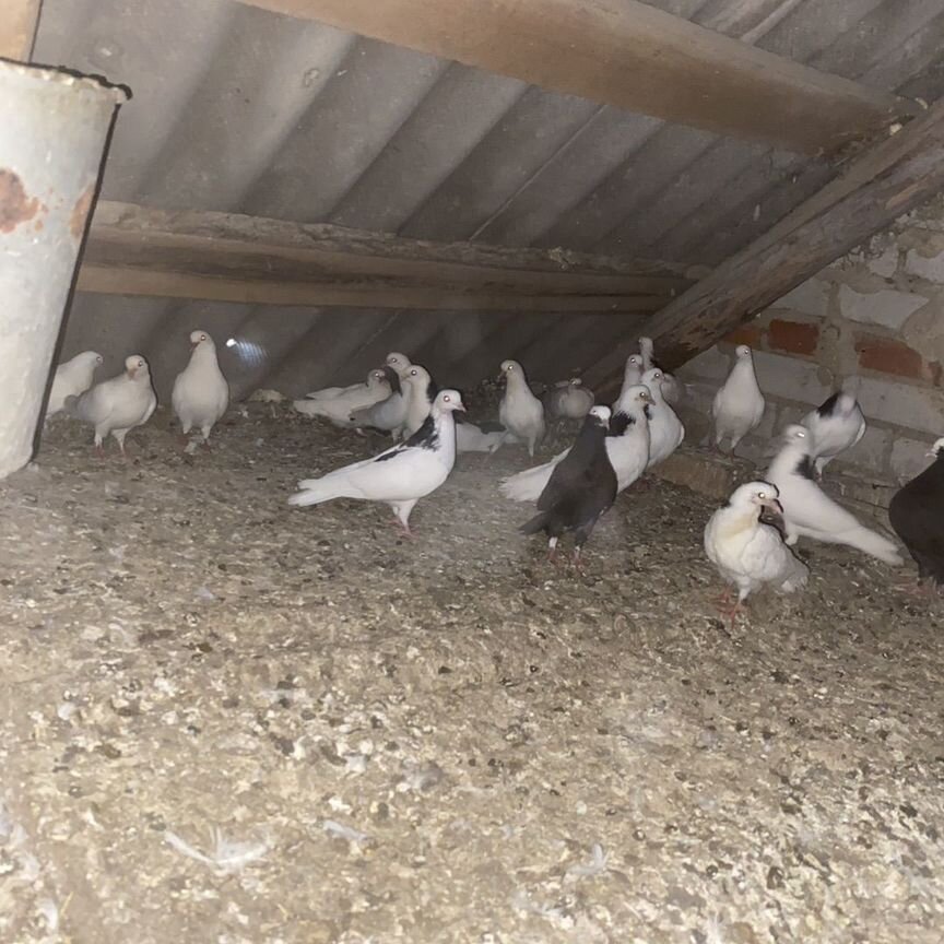 Продажа голубей