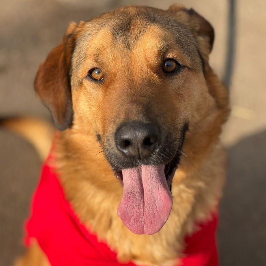 Собака в добрые руки