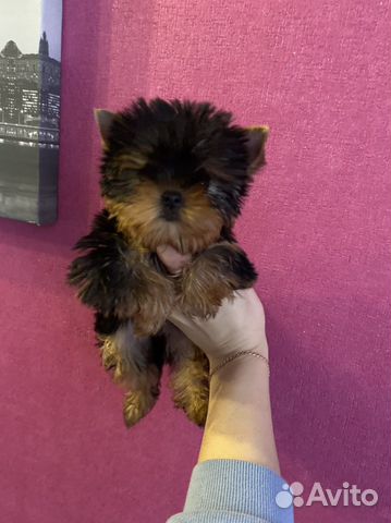 Йоркширский терьер мини беби фейс