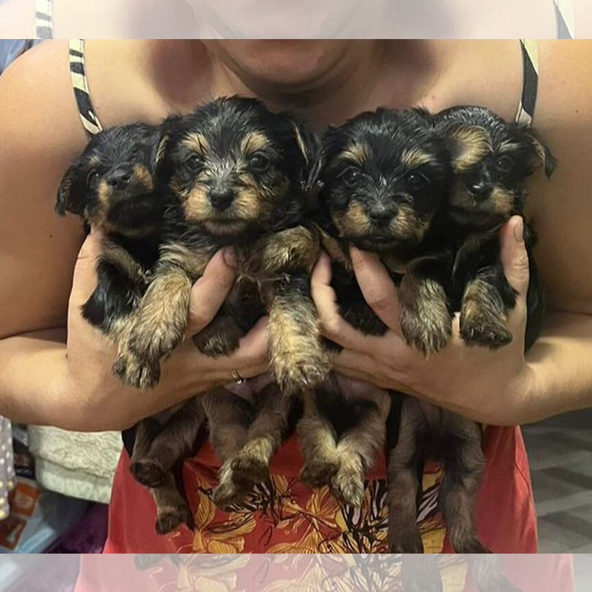 Йоркширский терьер щенки