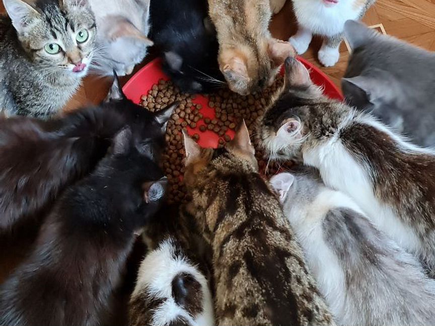 Кошечки и котики